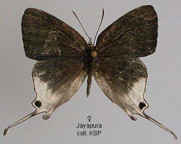 Papua Insects Foundation (Lepidoptera/Lycaenidae/Lycaeninae(Bindahara ...
